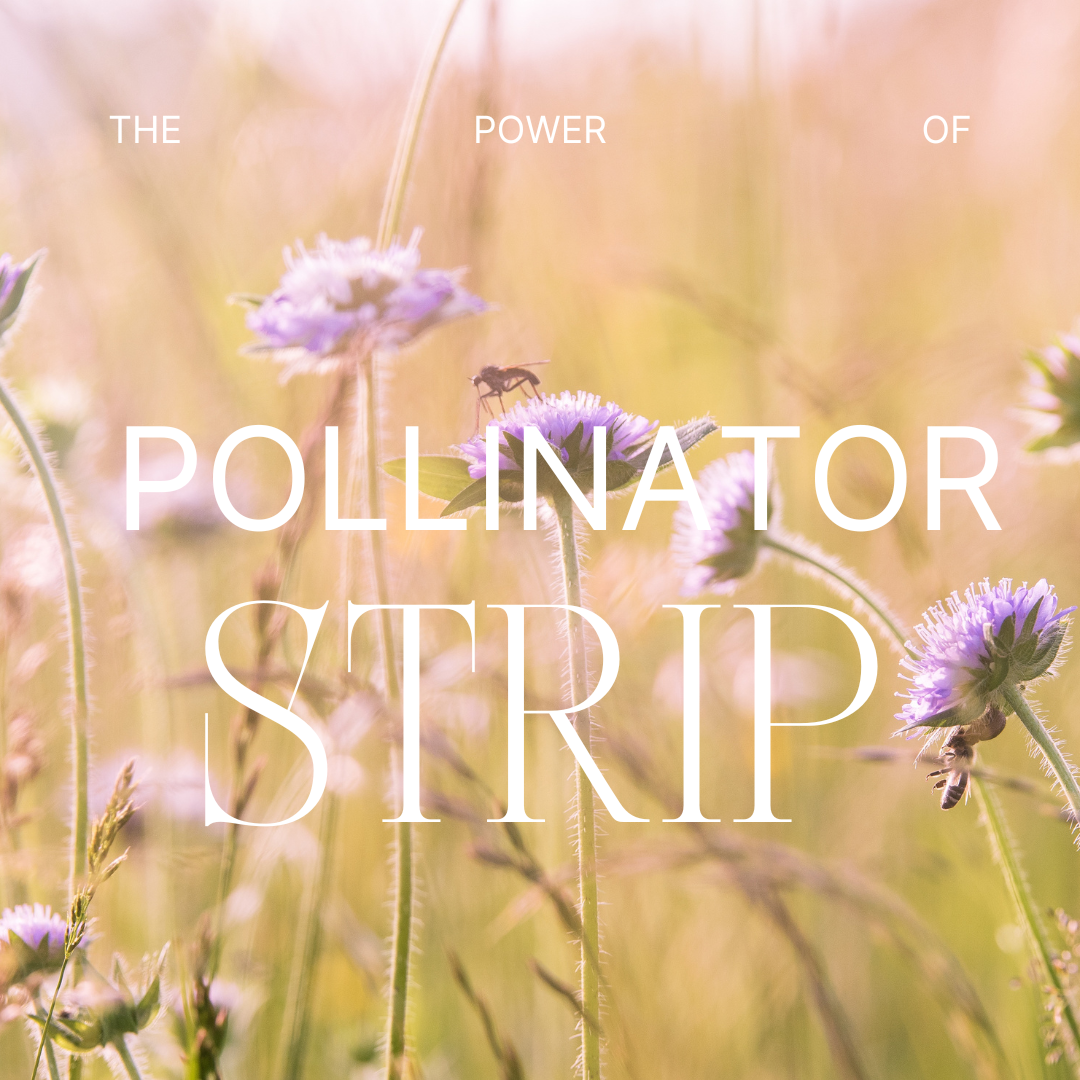 The Power of a Pollinator Strip – Fresh From Maple Ridge Farm