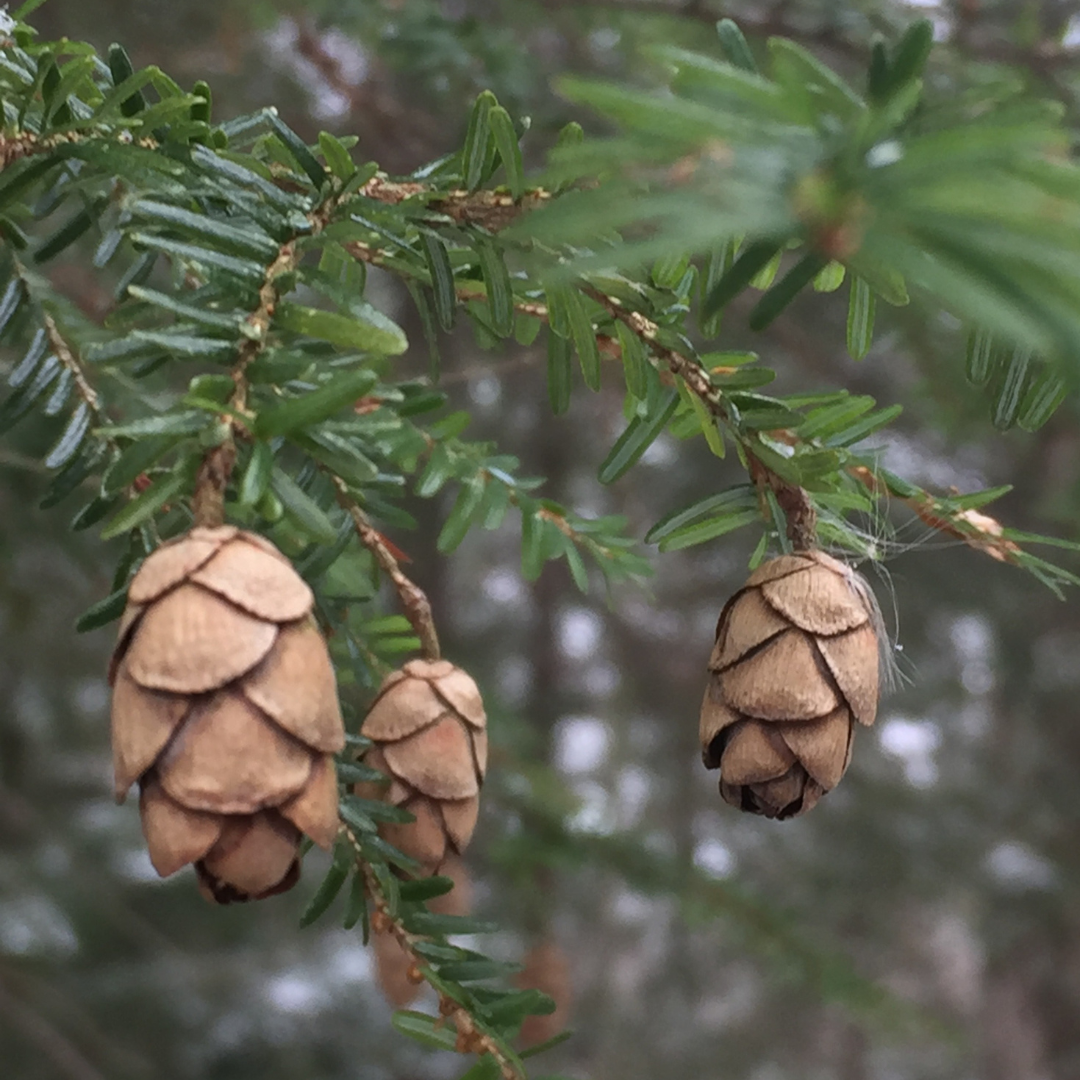 How to keep your holiday greenery looking fabulous – Fresh From Maple ...