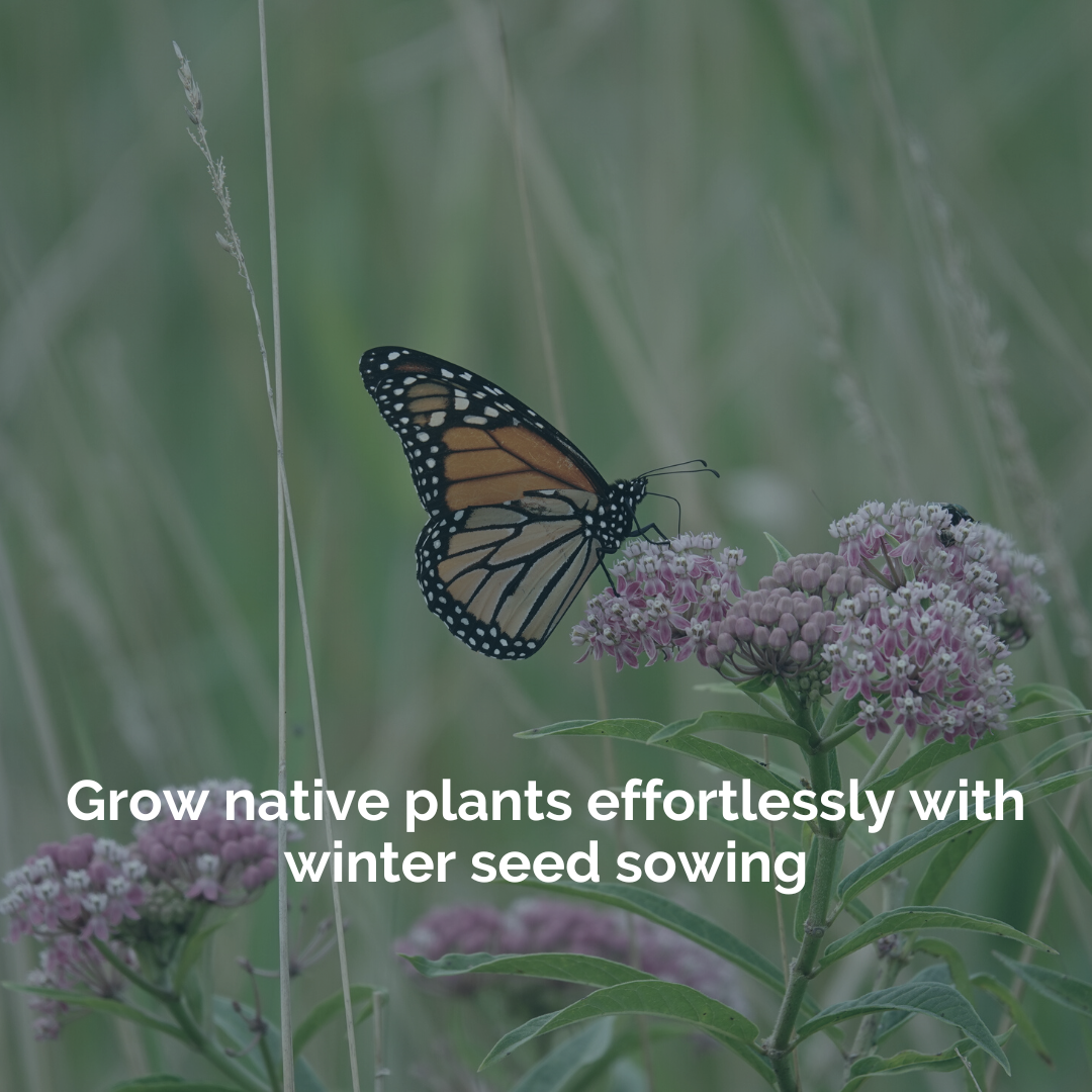 Start native plants the easy way with this simple winter sowing method – Fresh From Maple Ridge Farm