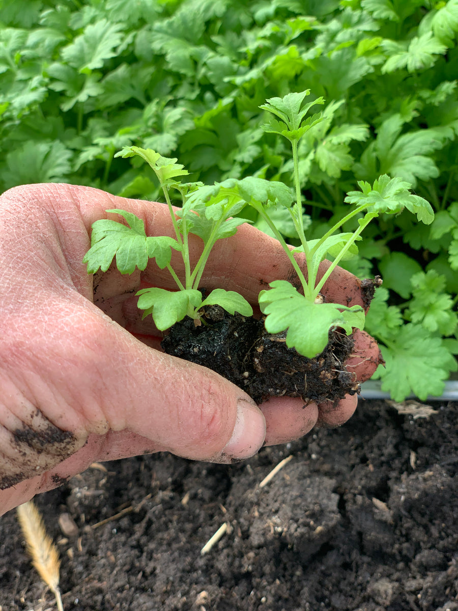 Workshops – Fresh From Maple Ridge Farm