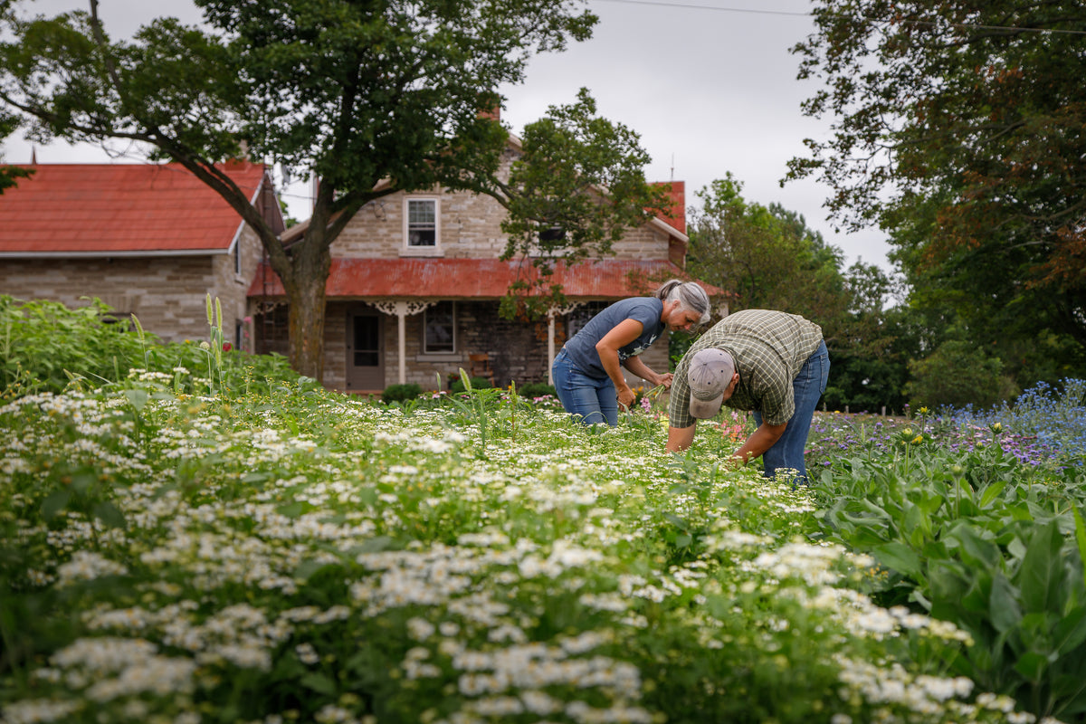Strategy Session – Fresh From Maple Ridge Farm