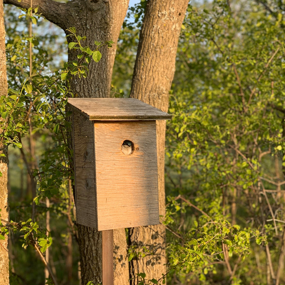 Tree Swallow Nesting Box – Fresh From Maple Ridge Farm