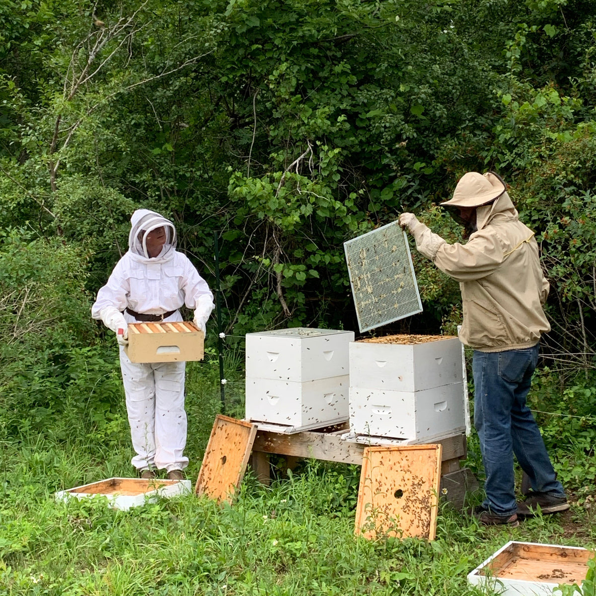 Learn to Beekeep – Fresh From Maple Ridge Farm